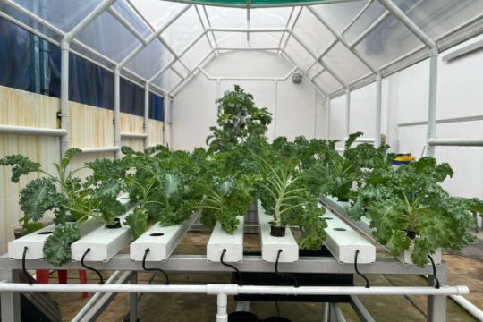 Hydroponic Farming: How It Works and Why You Should Care