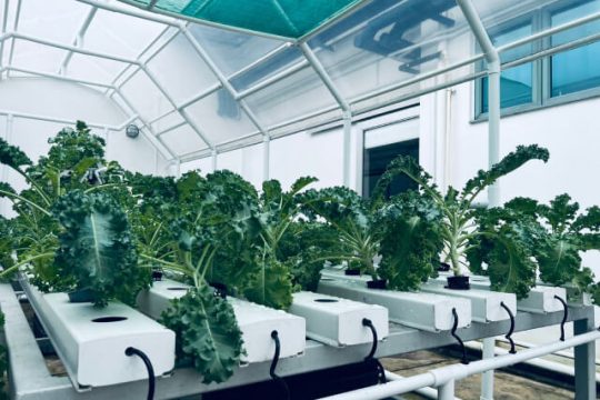 Hydroponic Farming: How It Works and Why You Should Care