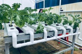 Growing with Hydroponic Systems: Channels and Gutters